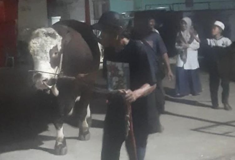 Presiden Prabowo Salurkan Tiga Ekor Sapi Kurban untuk Masyarakat ...